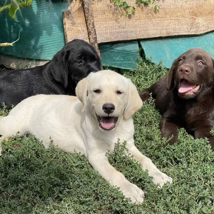 Щенки лабрадора