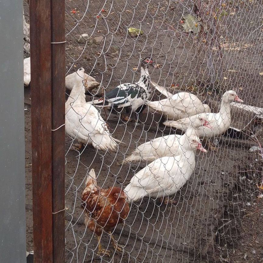 Индоуткина племя