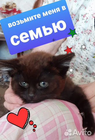 Котёнок луис, 2 мес., шоколадного окраса