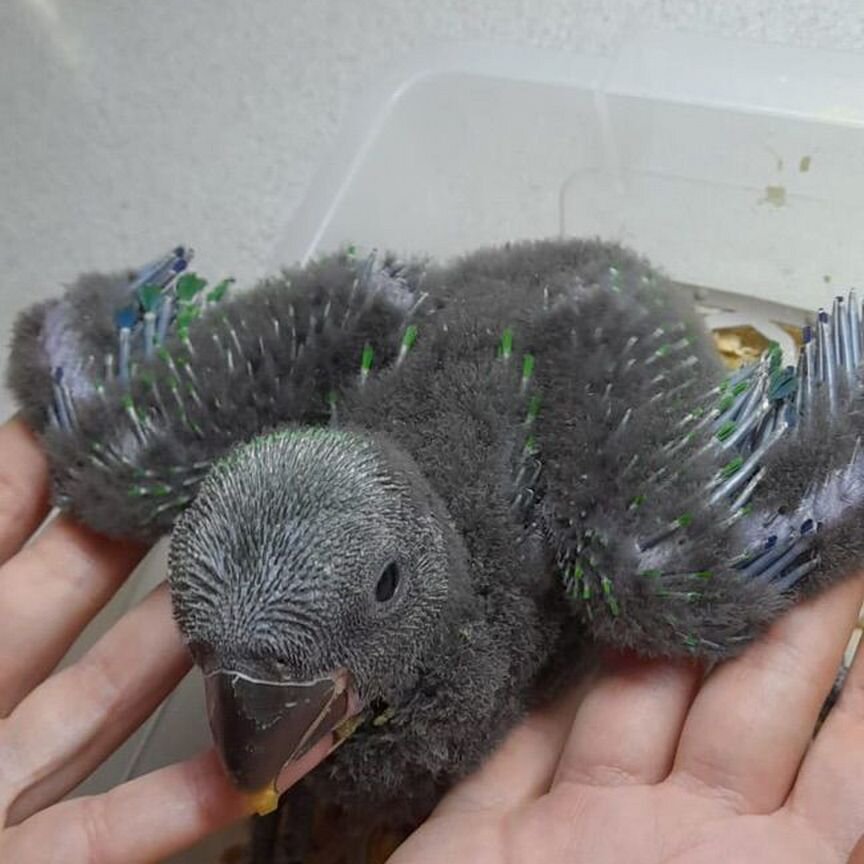 Выкормыш попугай Эклектус