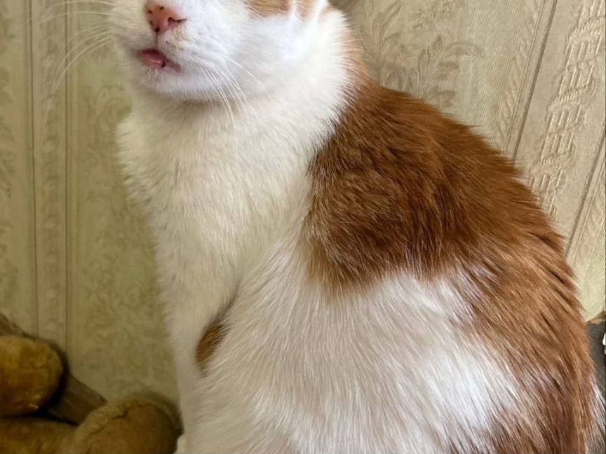 Умный рыжий кот,рыжий кот из приюта