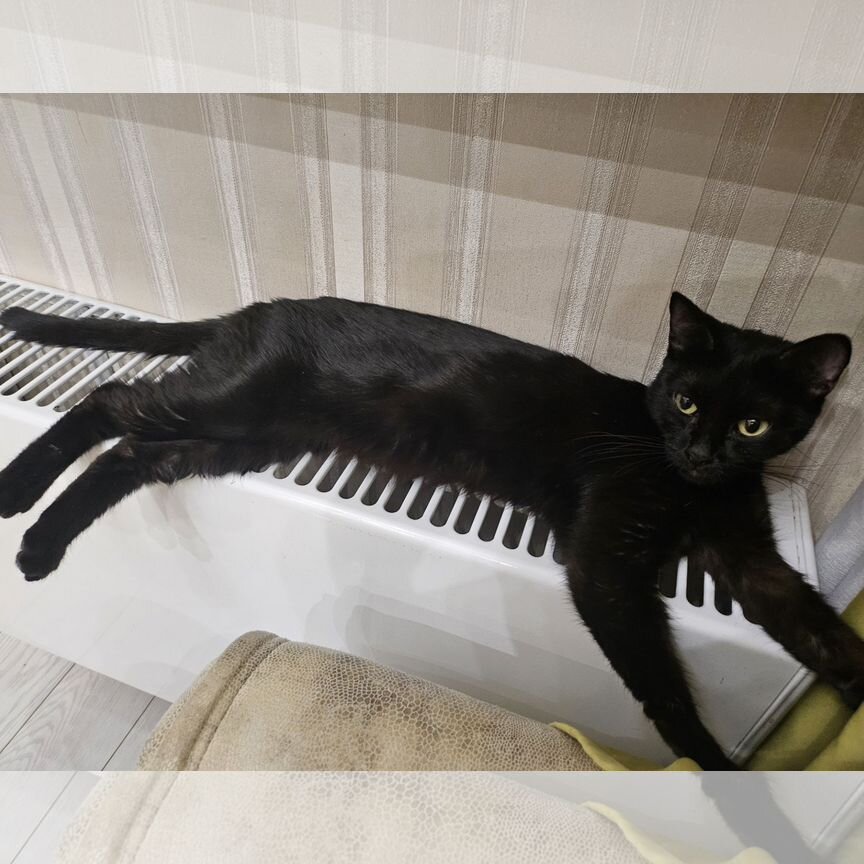 Пристрою кошку