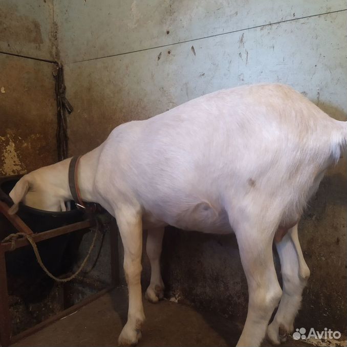 Зааненские козы