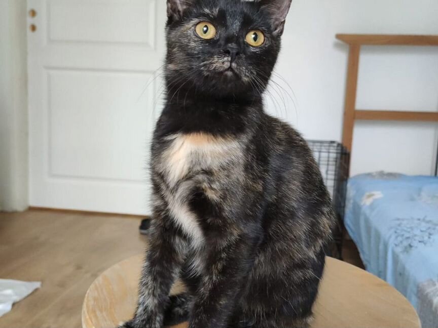 Лили яркая кошечка с перчинкой