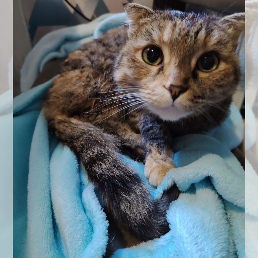 Взрослая, кошка в добрые руки