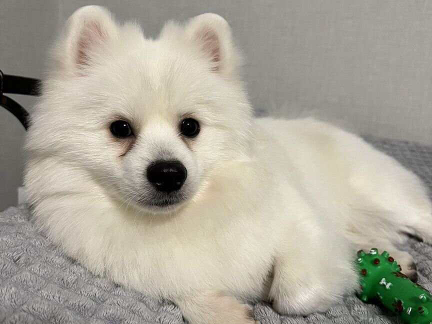 Померианский шпиц (вязка)