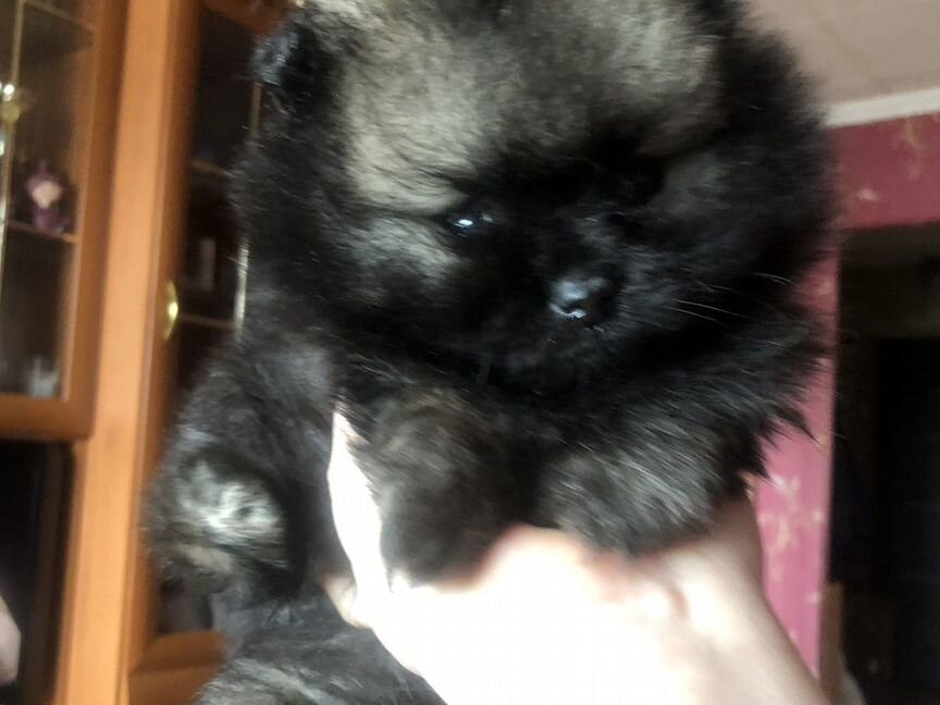 Мини мишки топтышки