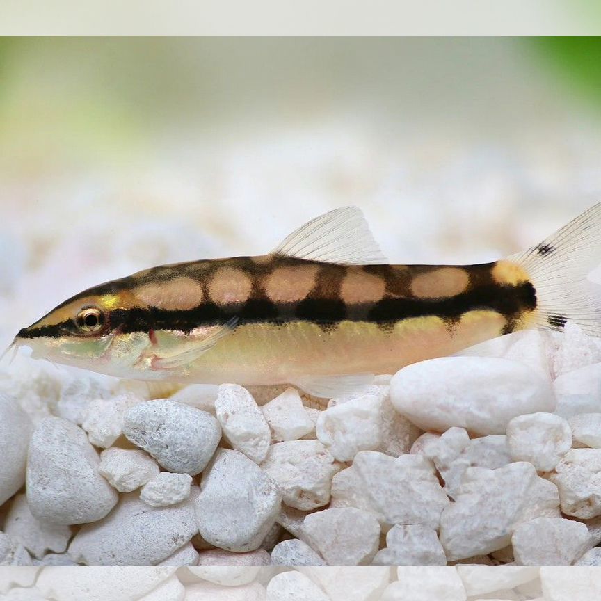 Боция карликовая сидхумунки - Botia sidthimunki