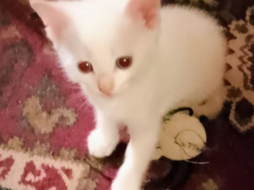 Беленький котенок