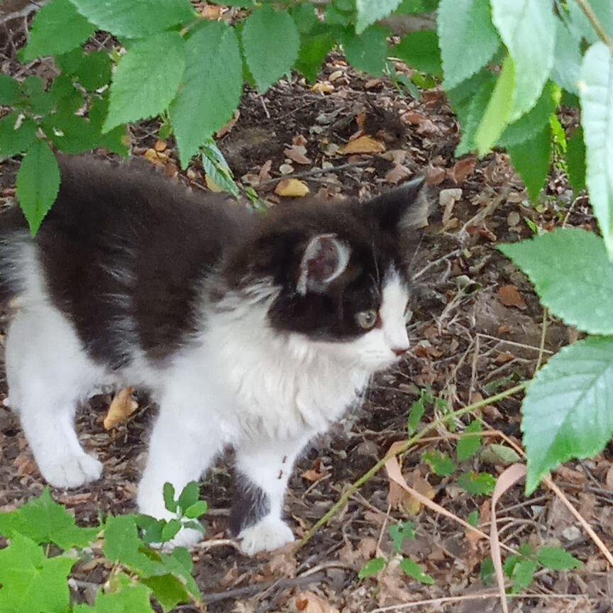 Котенок в добрые руки