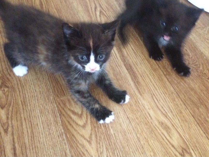 Умные котята