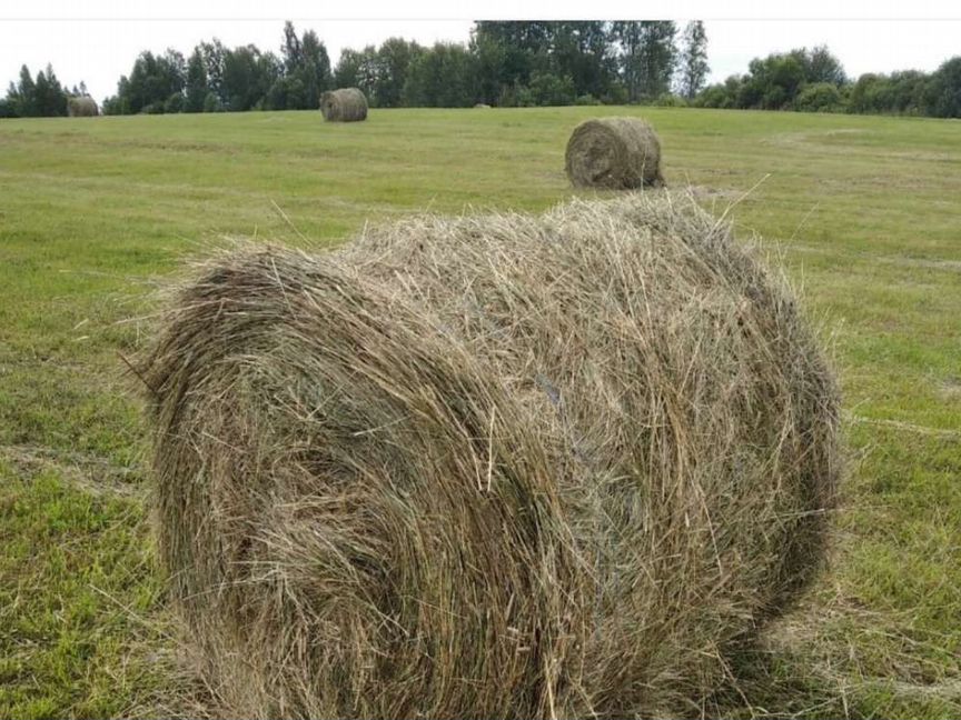 Продам сено