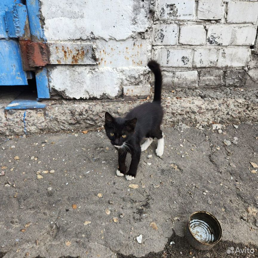 Черно-белые котята в добрые руки