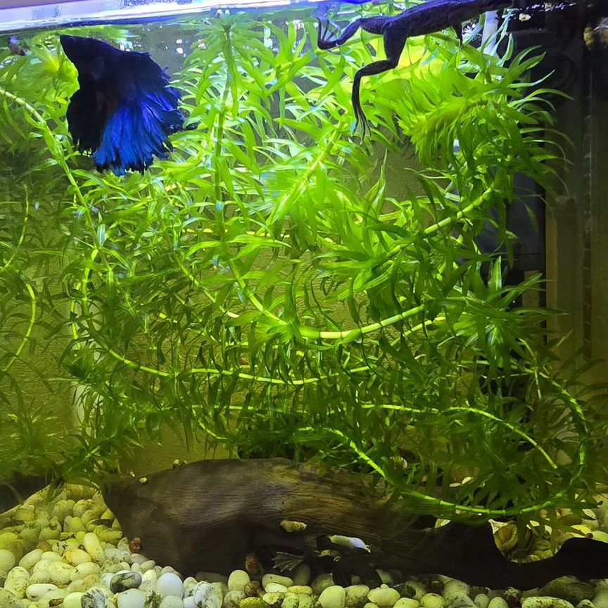 Отдам водоросли (бесплатно)