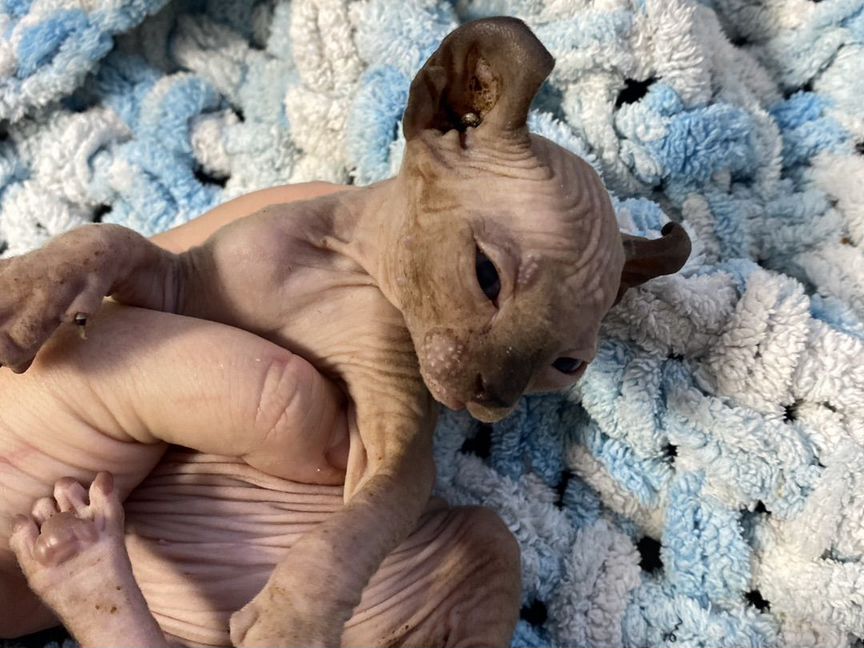 Котята Эльфики