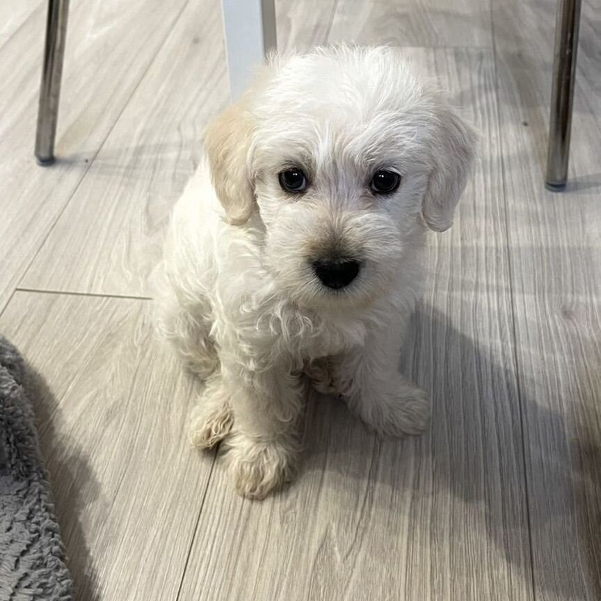 Сливочый мальтипу мальчишка