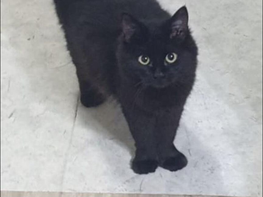 Кошка в дар