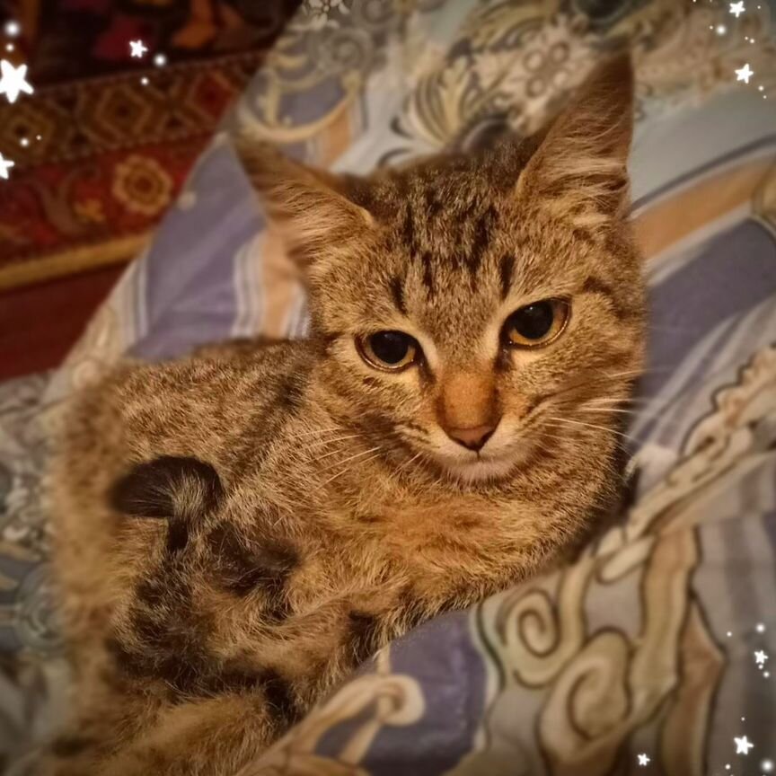 Юный котик ищет дом