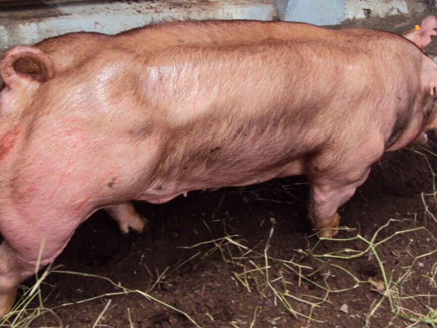 Семя хряков пьетрен, кб, дюрок, ланрас