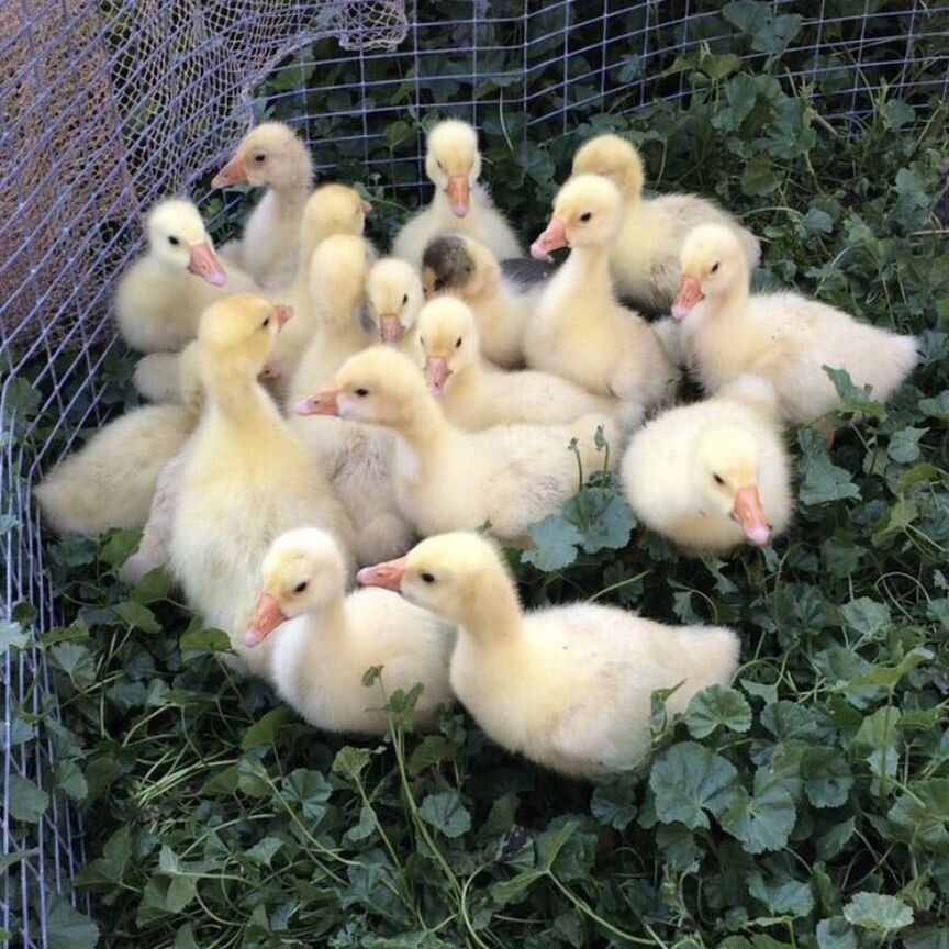 Гусята Домашние