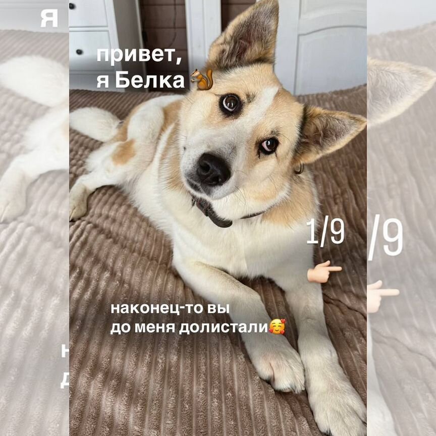 Взрослая собака в добрые руки