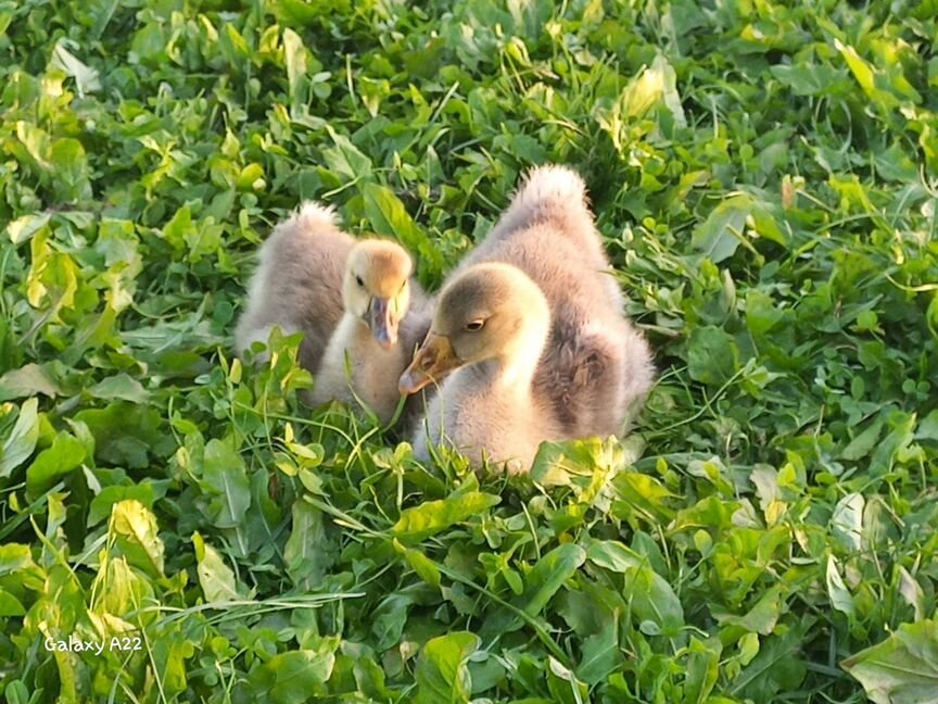 Гусята 2 месяца