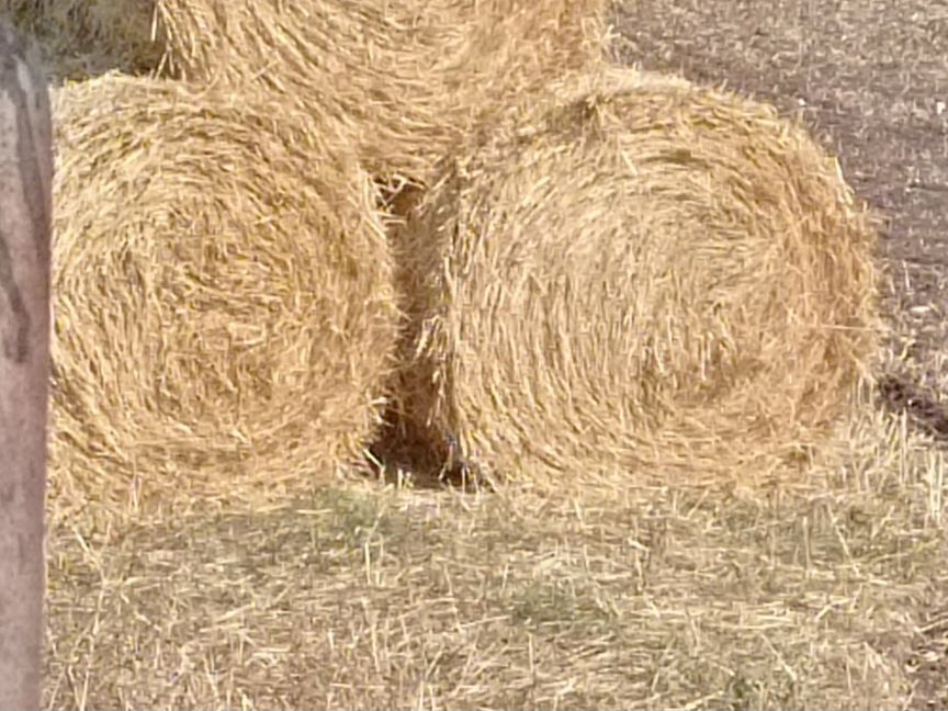 Сено в рулонах и тюках