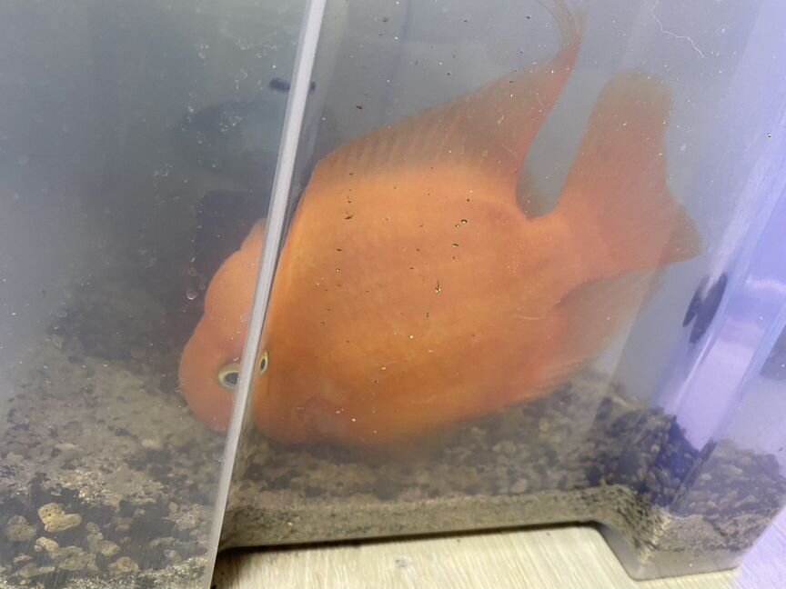 Попугай красный рыба(3 штуки)