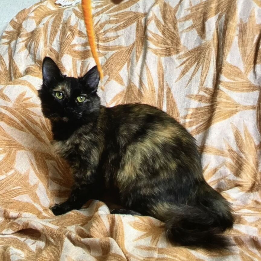 Красавица Агатка ищет любимую семью