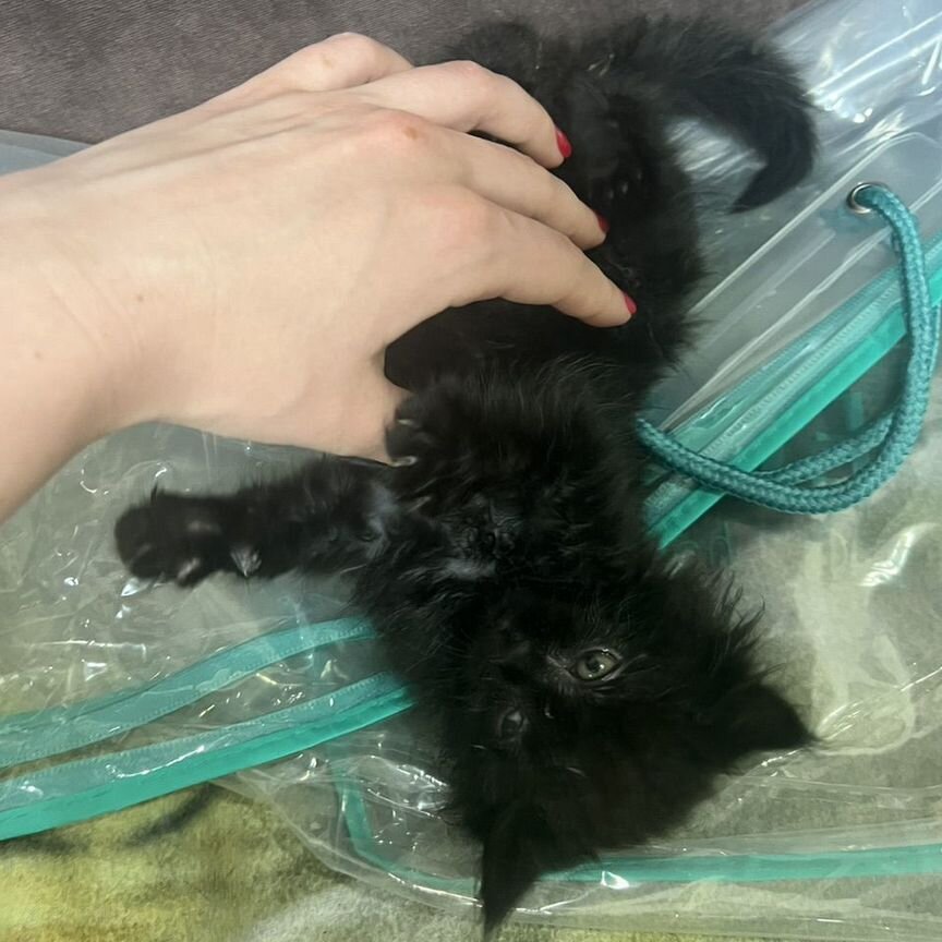 Маленькая кошечка