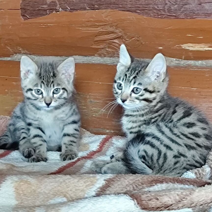 Котята в добрые руки бесплатно