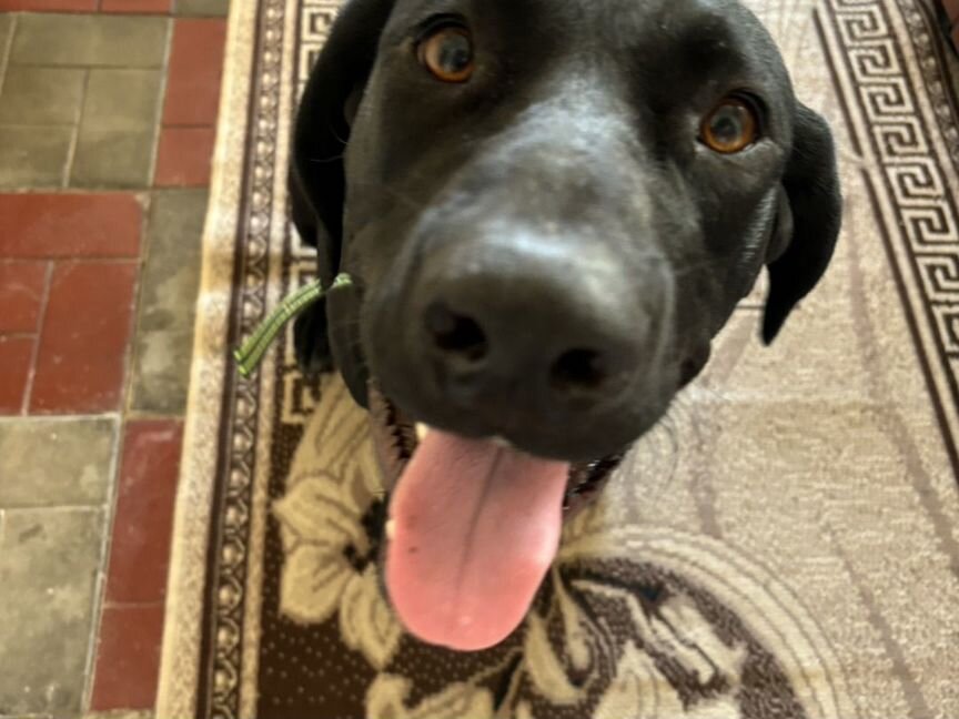 Продам курцхаара