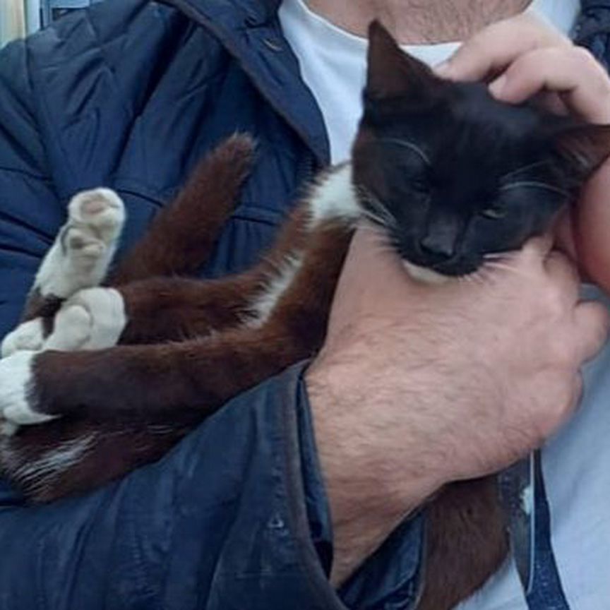 Котёнок 4 месяца мальчик
