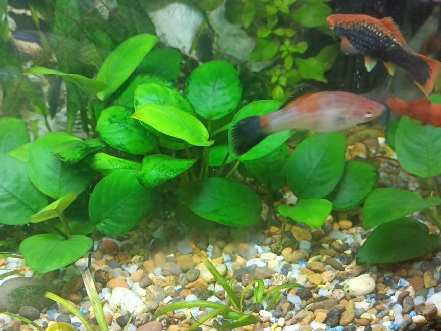 Рыба меченосец, пецилия