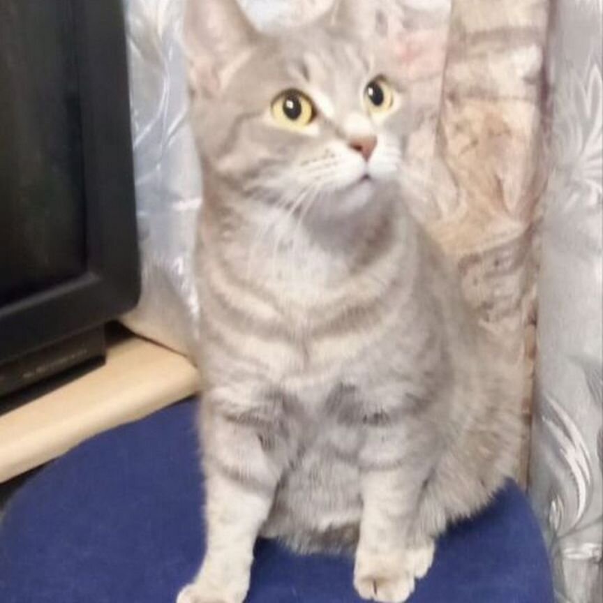 Кошечка ищет дом