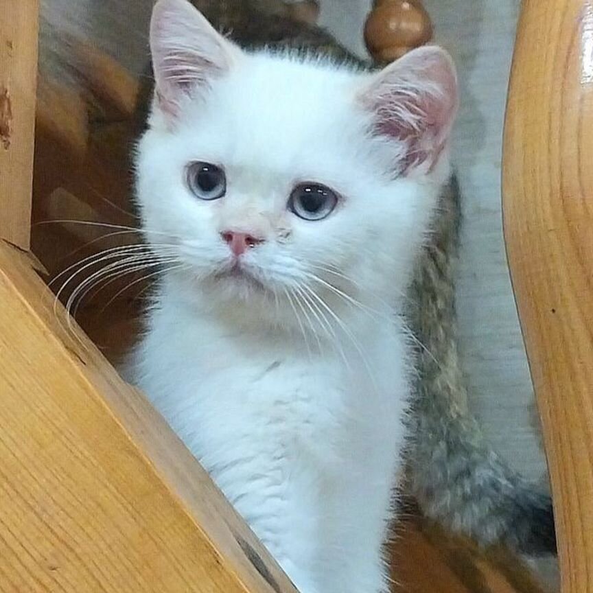 Шотландский котик красный поинт