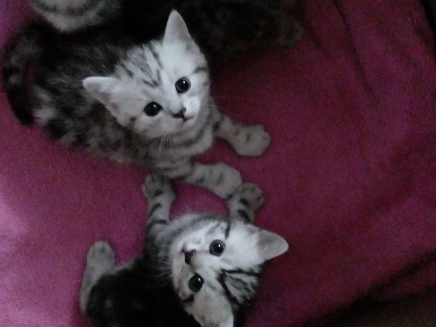 Котята