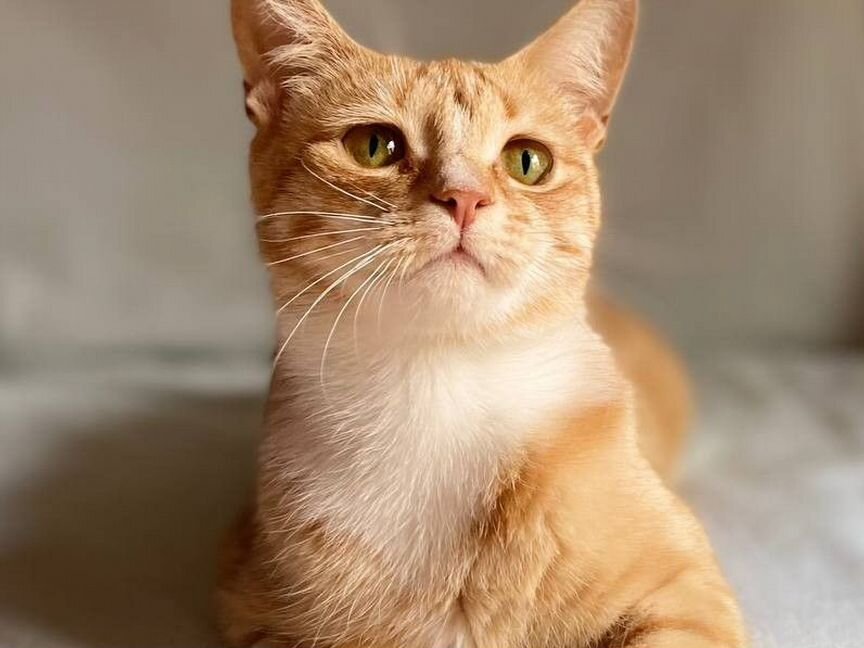 Ожинокая рыжая красавица