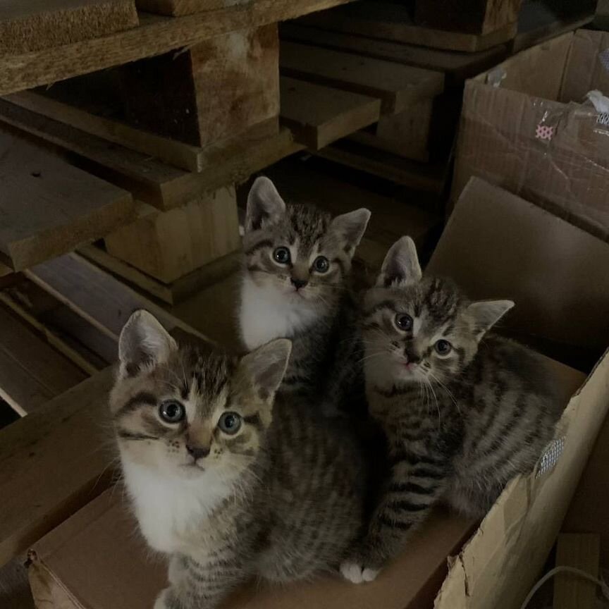 Котята в добрые руки бесплатно Спб и ло
