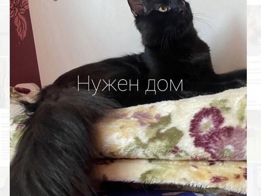Черный котенок со сложной судьбой