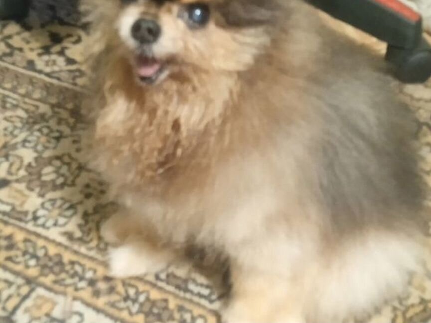 Найден шпиц