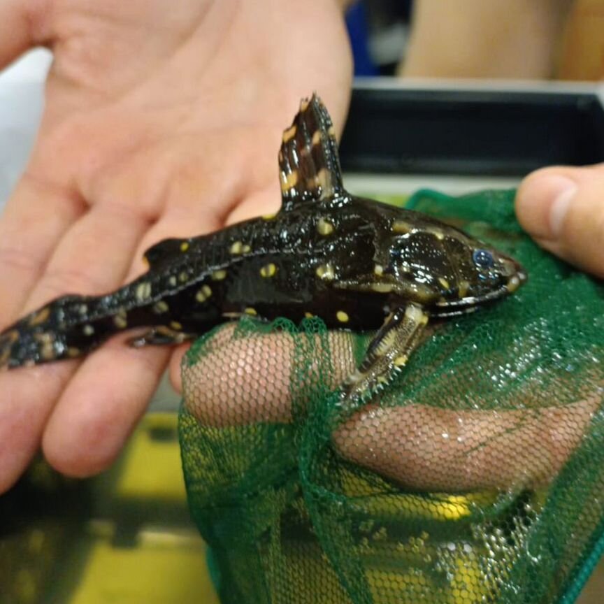 Агамикс звезчатый