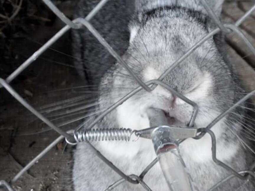 Ниппельная поилка для кролика,нутрий