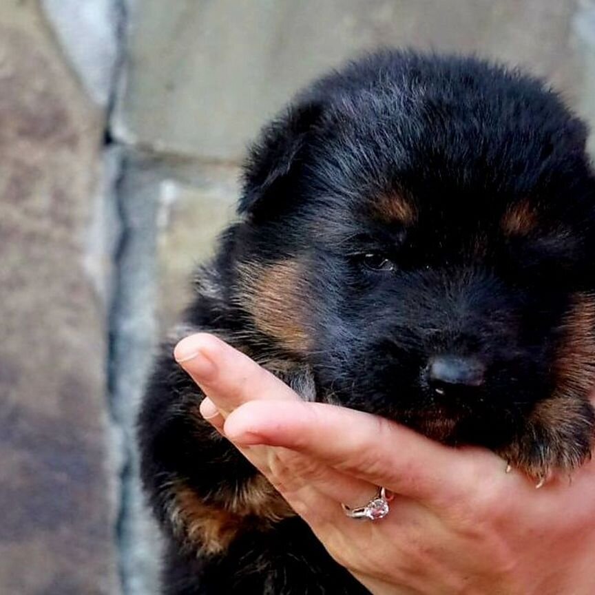 Немецкая овчарка.Щенки из племенного питомника