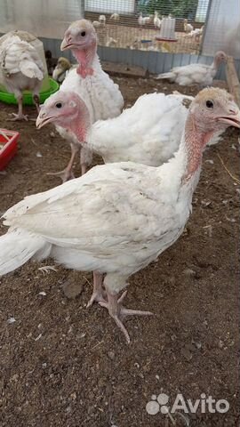 Индюки хайбрид конвертер