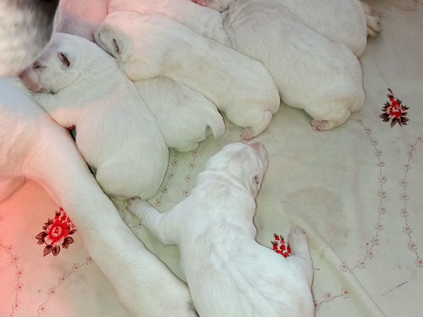 Щенки сао алабай