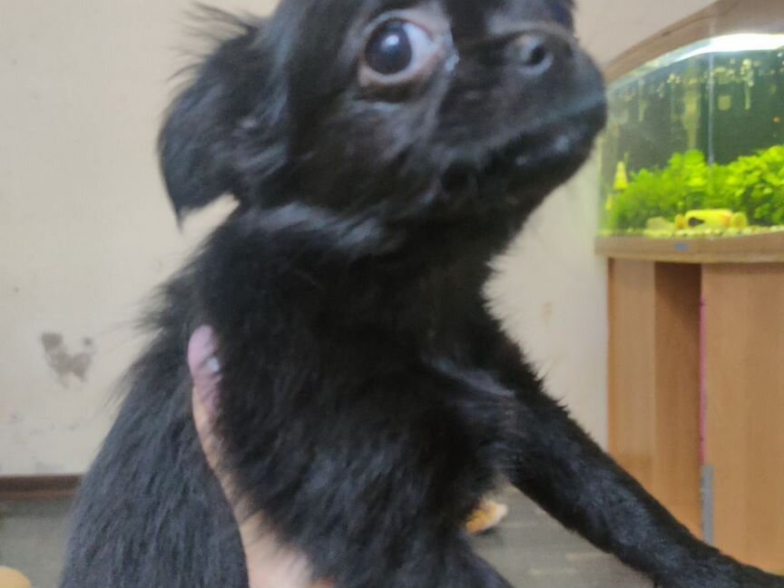 Щенки чихуахуа длинношерстные