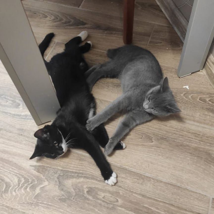 Котята в добрые руки