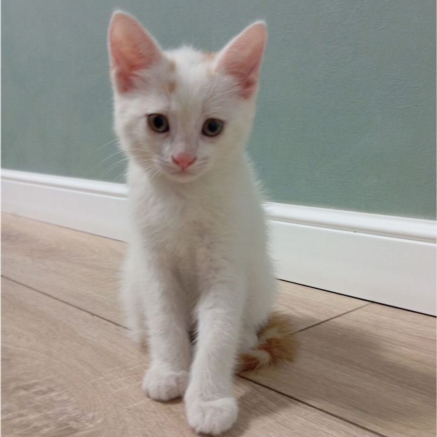 Котенок в добрые руки