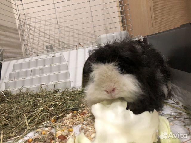 Морские свинки